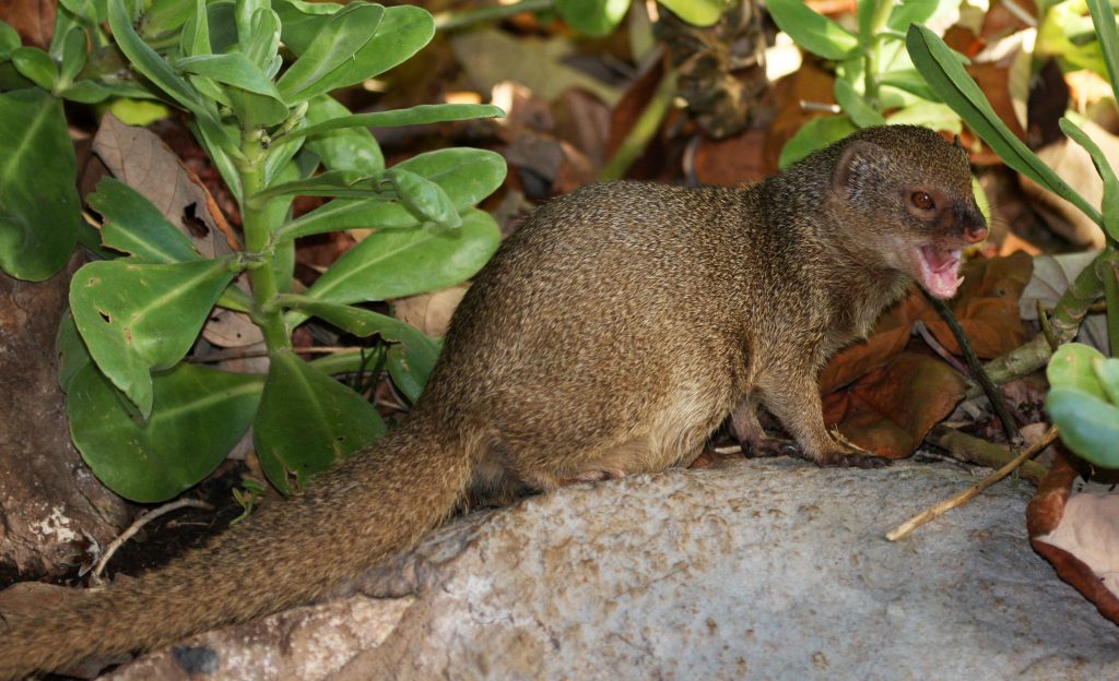Where and how well are mongooses doing in Puerto Rico? – SILVIS LAB ...