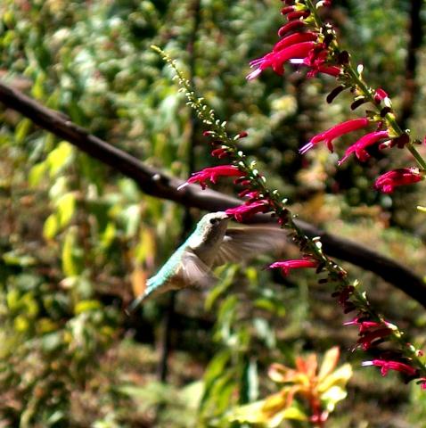 How are fires in western Mexico affecting hummingbirds? – SILVIS LAB ...