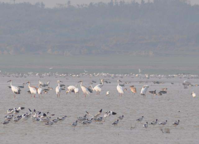 Modeling habitat use patterns of critically endangered Siberian Cranes ...