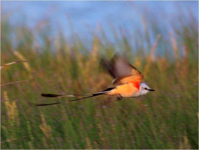 It’s getting hot – heatwave and drought effects on birds – SILVIS LAB ...