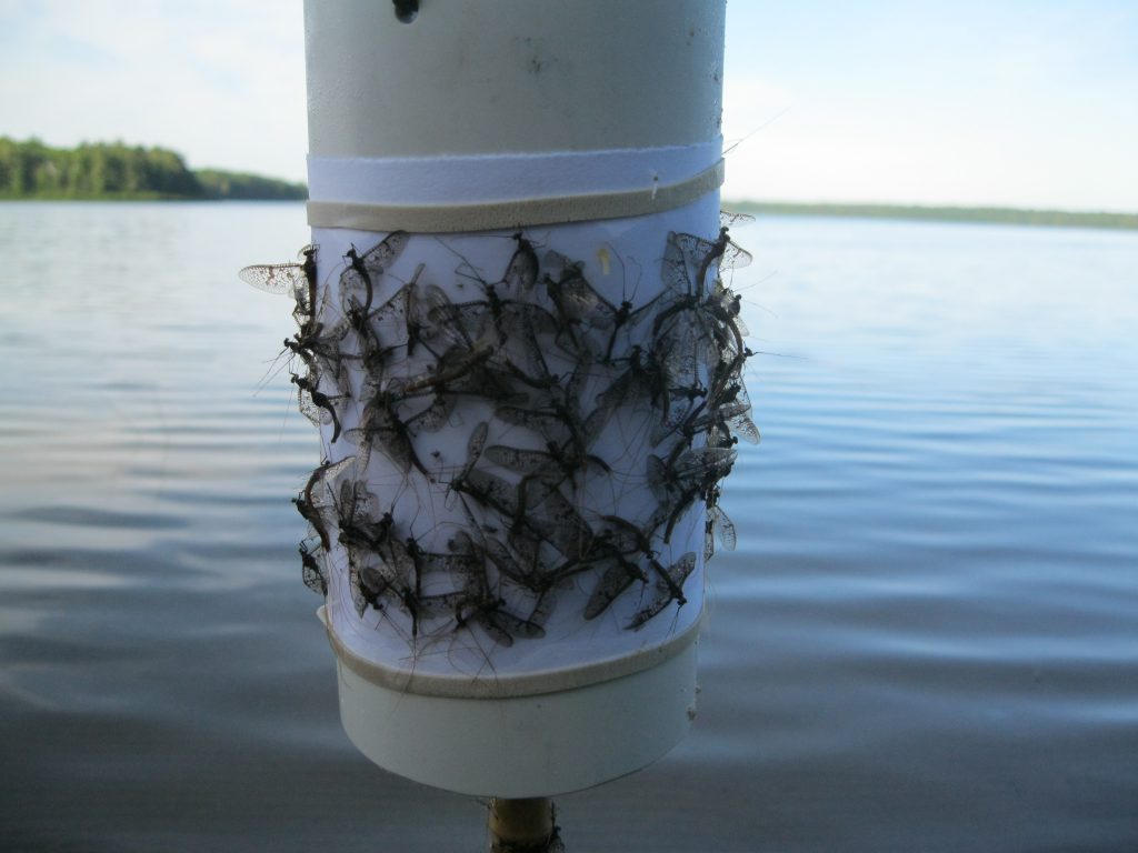 Flying insect abundance in northern Wisconsin depends on lakes ...