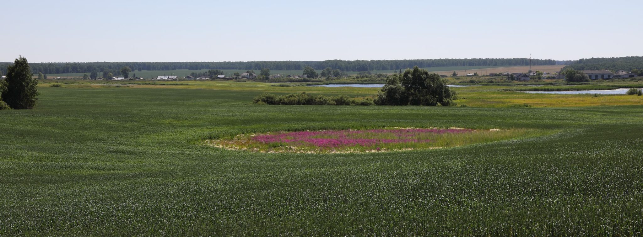 Arctic waterfowl migration through Eurasian steppe: how to catch short ...