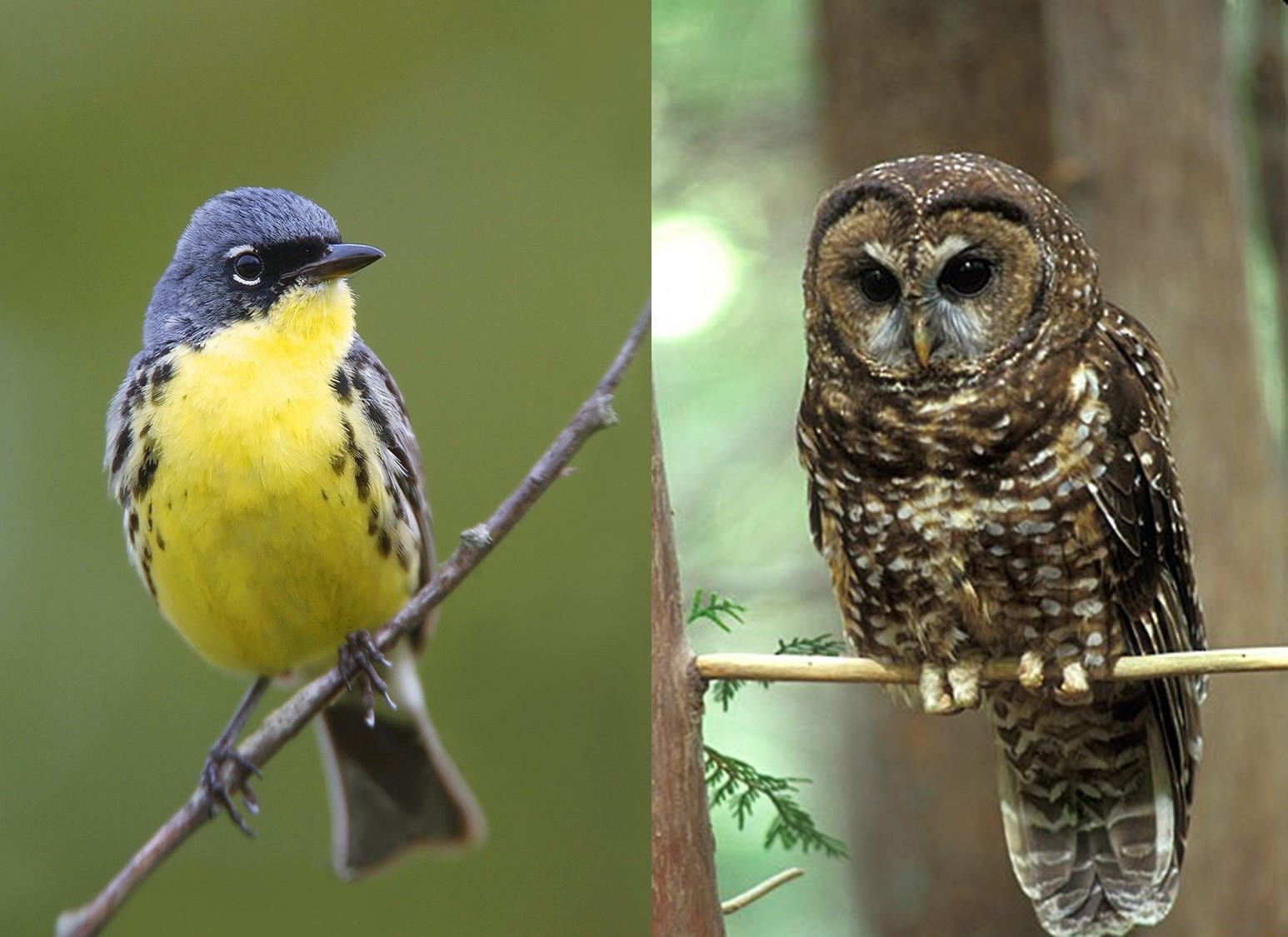 How Well Can Deep Learning Models Explain Multiscale Hierarchical